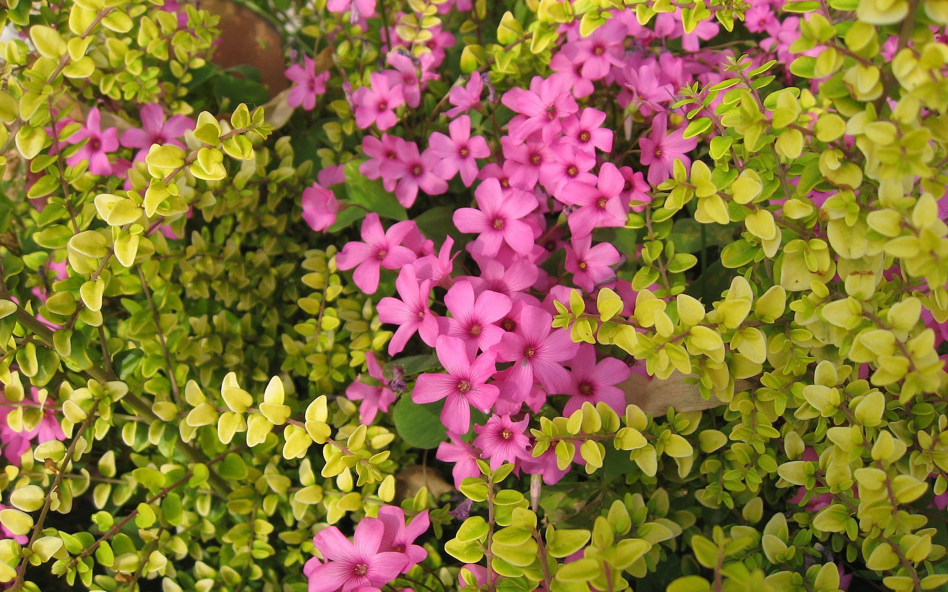 Jasmine Flower Wallpaper Wide
