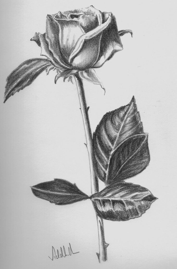 How To Draw A Rose With Pencil Shading How To Draw A Rose With Pencil Shading