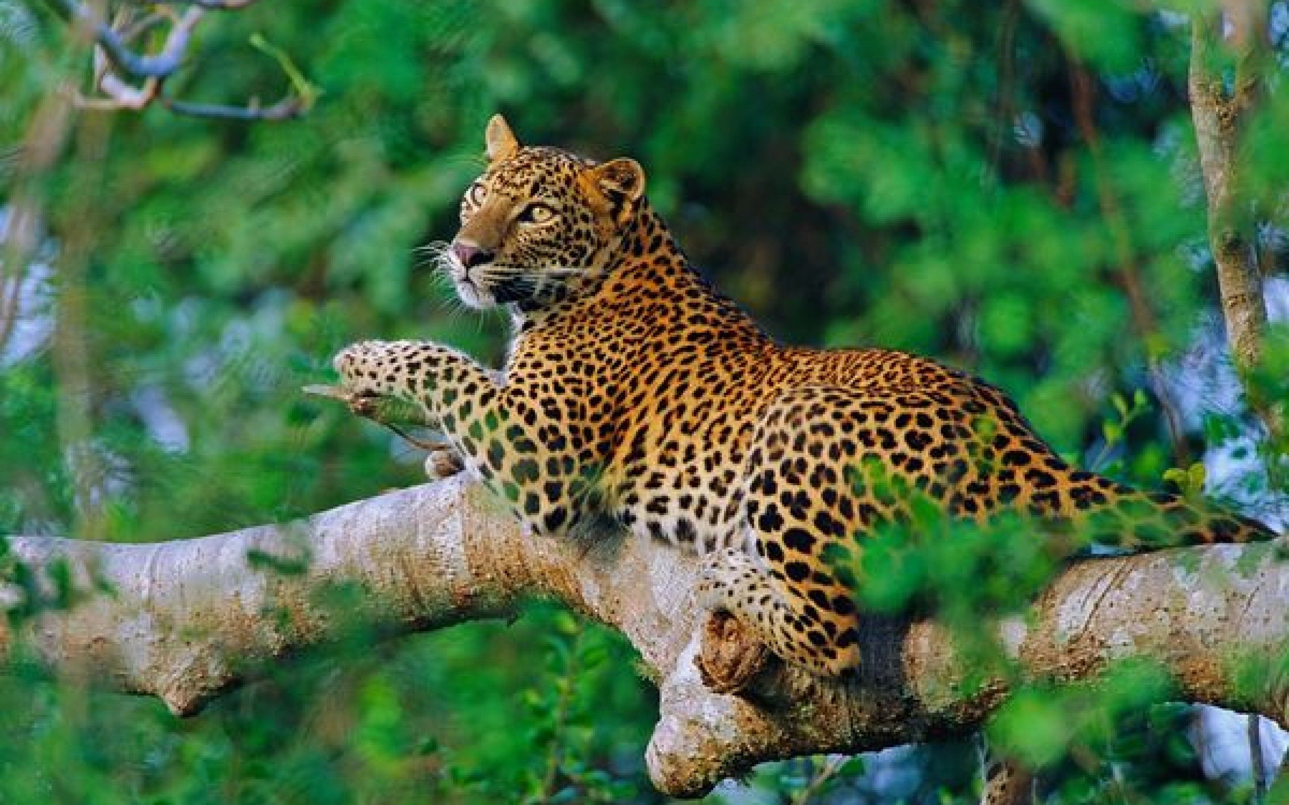 Wallpapers Sri Lanka Leopard Lankan 2560x1600 sri Lanka