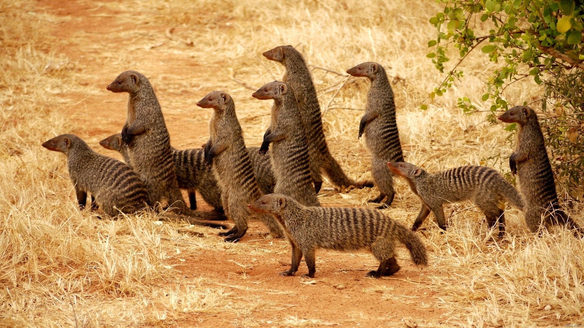 Animals Wallpapers HD 1080p Group 80 