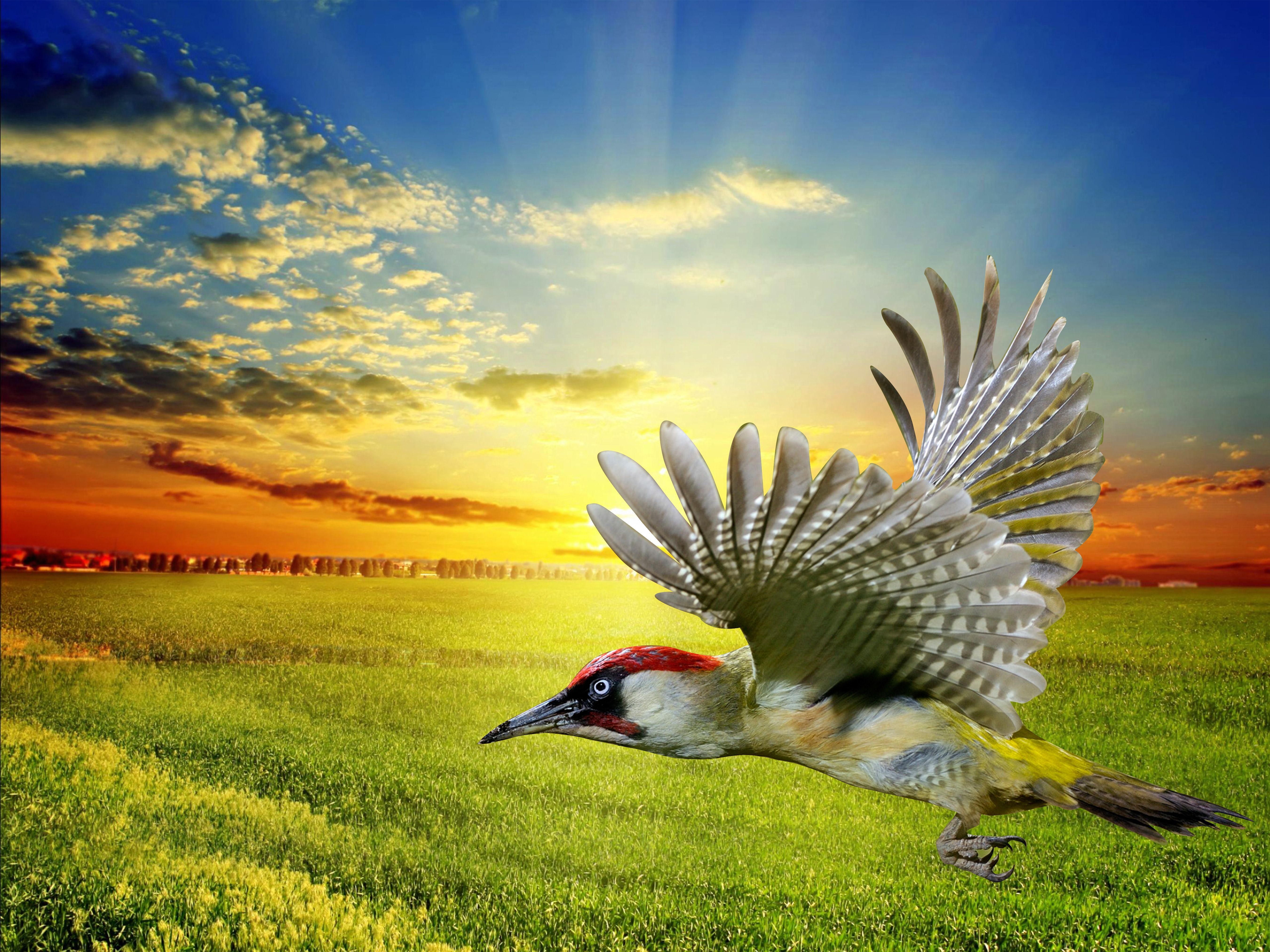 Wallpapers High Resolution Free Download Group 116 